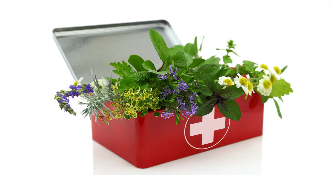 How to Create Your Own Herbal First Aid Kit with 5 Everyday Herbs – The ...